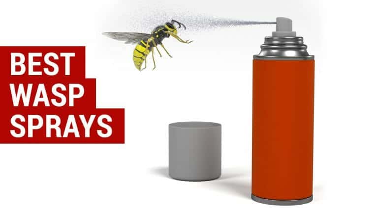 Best Wasp Spray Reviews | Best products for killing wasps and hornets