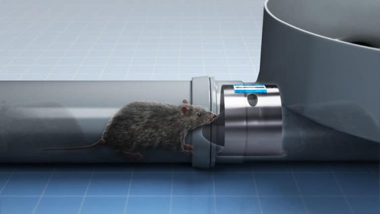 How to get rid of rats in drains and sewers | Step-by-step rodent control