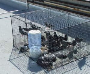 How To Trap Pigeons | Best humane live pigeon traps to control birds