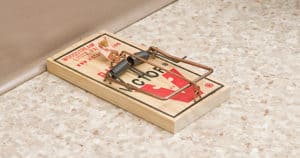 How to get rid of mice in ceilings and between floors | Step-by-step guide