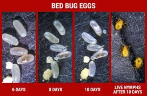 What do bed bug egg casings look like? Are bed bug eggs hard?