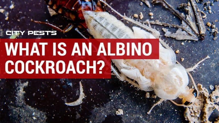 What is an albino cockroach? The truth about white cockroaches!