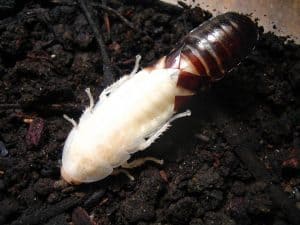 What is an albino cockroach? The truth about white cockroaches!