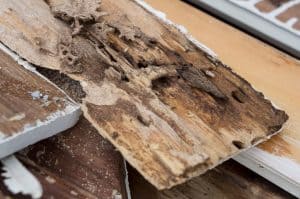 What Do Termites Eat and What Are They Attracted To? - CITY PESTS