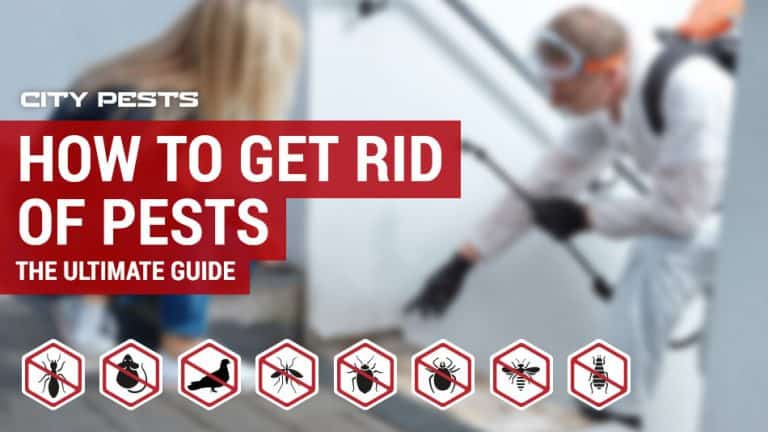 How To Get Rid Of Pests: The Ultimate Guide - CITY PESTS